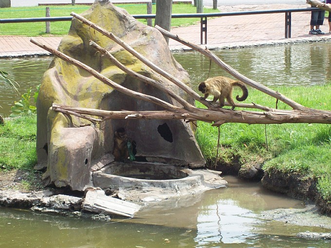 Zoo -isla de los monos- en Buenos Aires