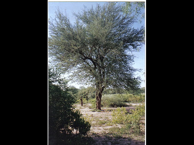 arbol de mistol en Monte Quemado