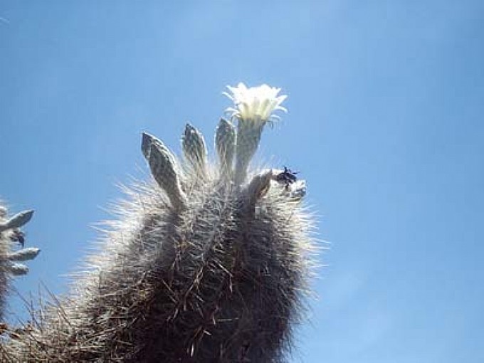 FLOR DEL CARDON (HUMAHUACA) en Humahuaca